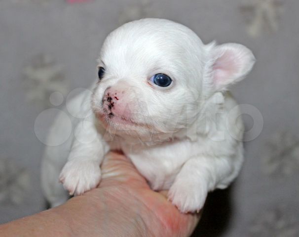 Чихуахуа д/ш