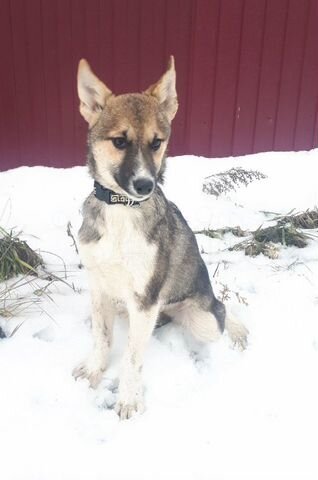 Серьезный парень (фенотип лайки)