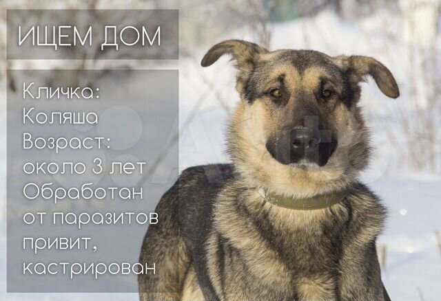 Отдам в добрые руки