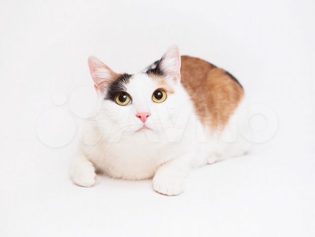 Веснушка в добрые руки