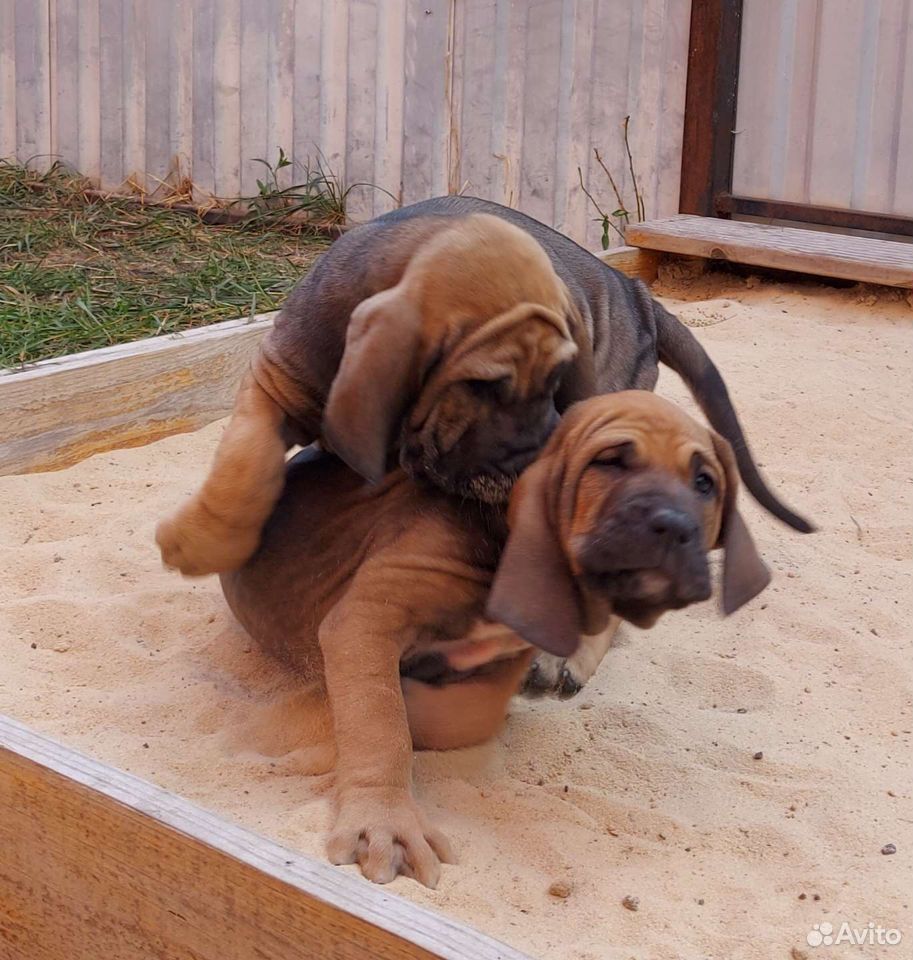 Фила бразилейро