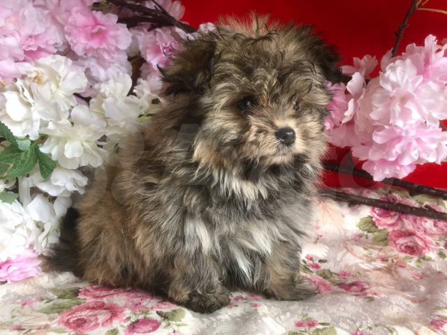 Супер mini малышка