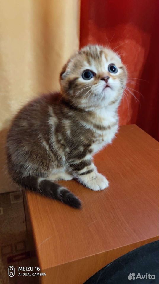 Шотландская