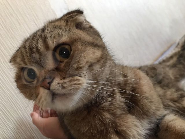 Потеряшки кот кошка