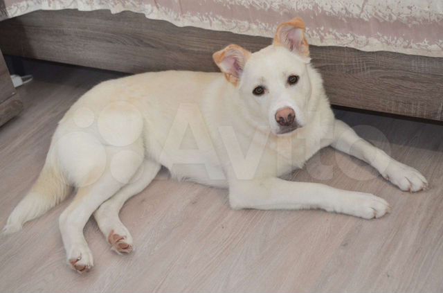 Лучшая собака ищет дом