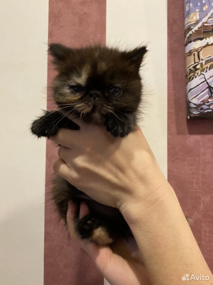 Персидская